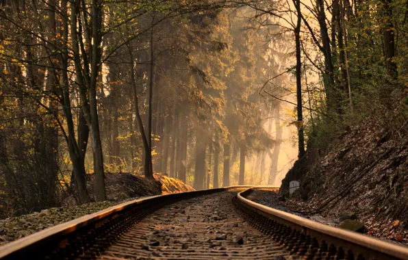Wallpaper trees, landscape, nature, rails, slope, trees, landscape ...