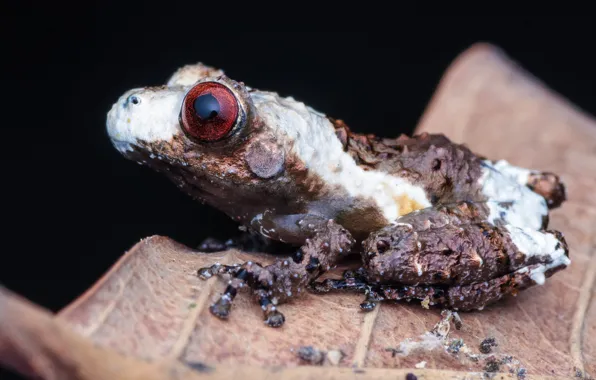 Wallpaper nature, background, frog for mobile and desktop, section ...