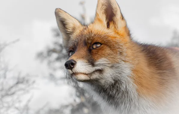 Download wallpaper look, face, branches, nature, pose, portrait, Fox ...
