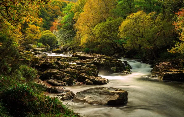 Wallpaper forest, nature, river, the flow of water for mobile and ...
