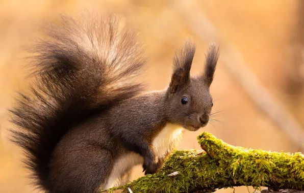 Download wallpaper nature, animal, protein, snag, animal, rodent ...