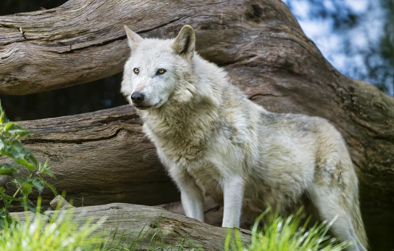 Wallpaper grass, look, wolf, predator, snag, ©Tambako The Jaguar images ...