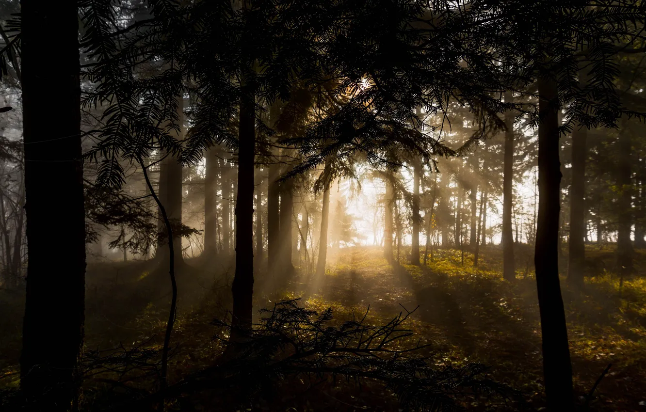 Wallpaper forest, rays, light, trees, nature for mobile and desktop ...
