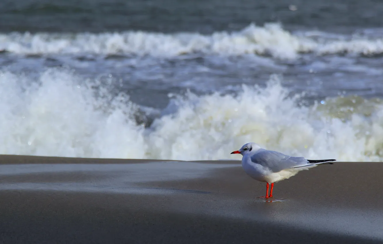 Wallpaper beach, sea, bird, seagull for mobile and desktop, section ...