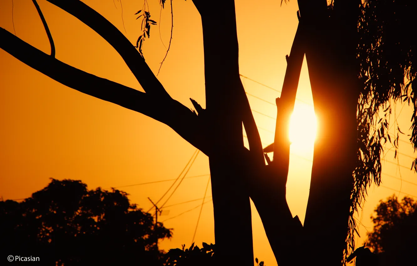 Wallpaper black, trees, yellow, sunset, sun, sun down for mobile and ...