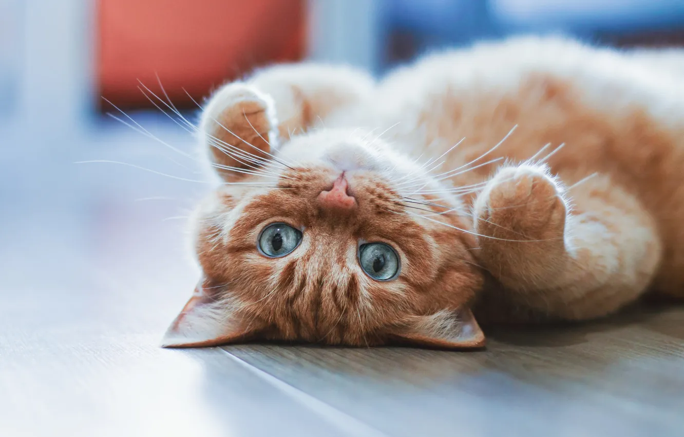 Wallpaper cat, cat, look, pose, face for mobile and desktop, section ...