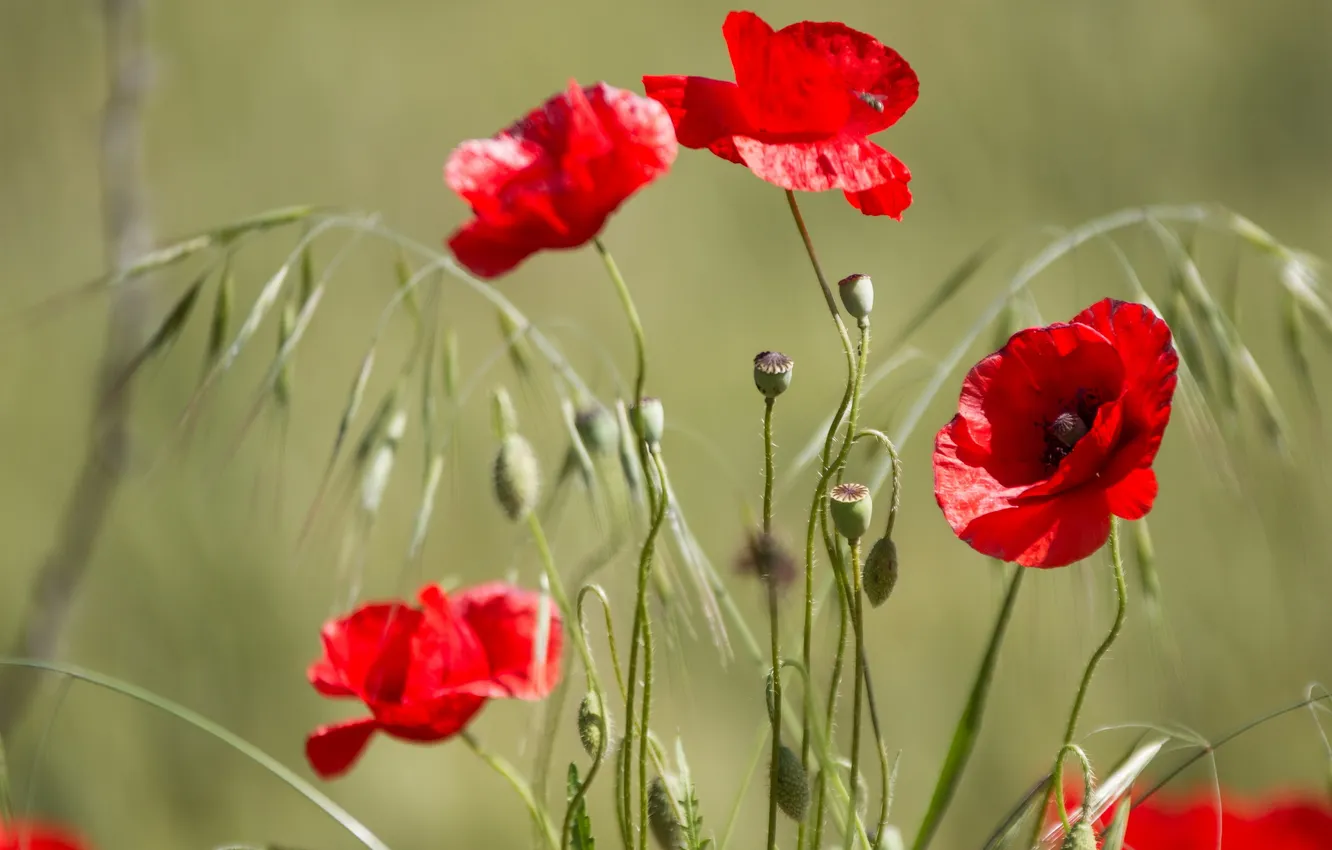 Wallpaper summer, nature, Maki for mobile and desktop, section цветы ...