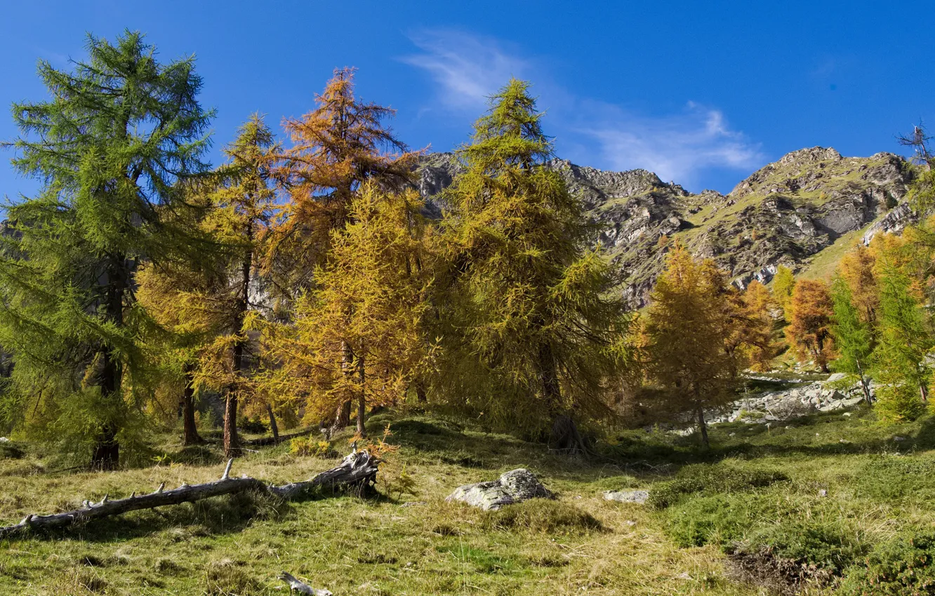Wallpaper autumn, trees, mountains, Italy, Piedmont for mobile and ...