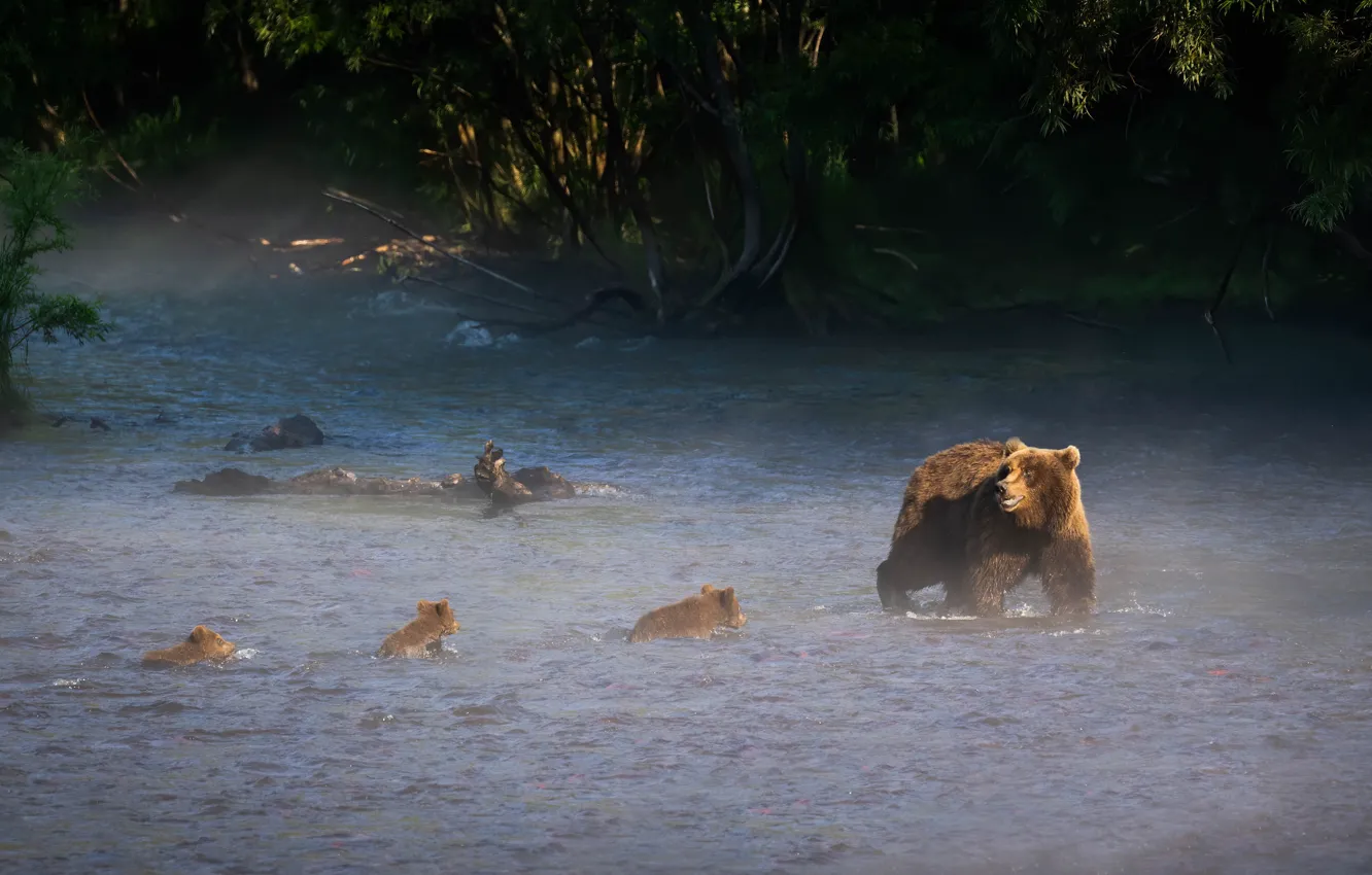 Wallpaper bear, bathing, bear, pond, swimming, bear, mother, training ...