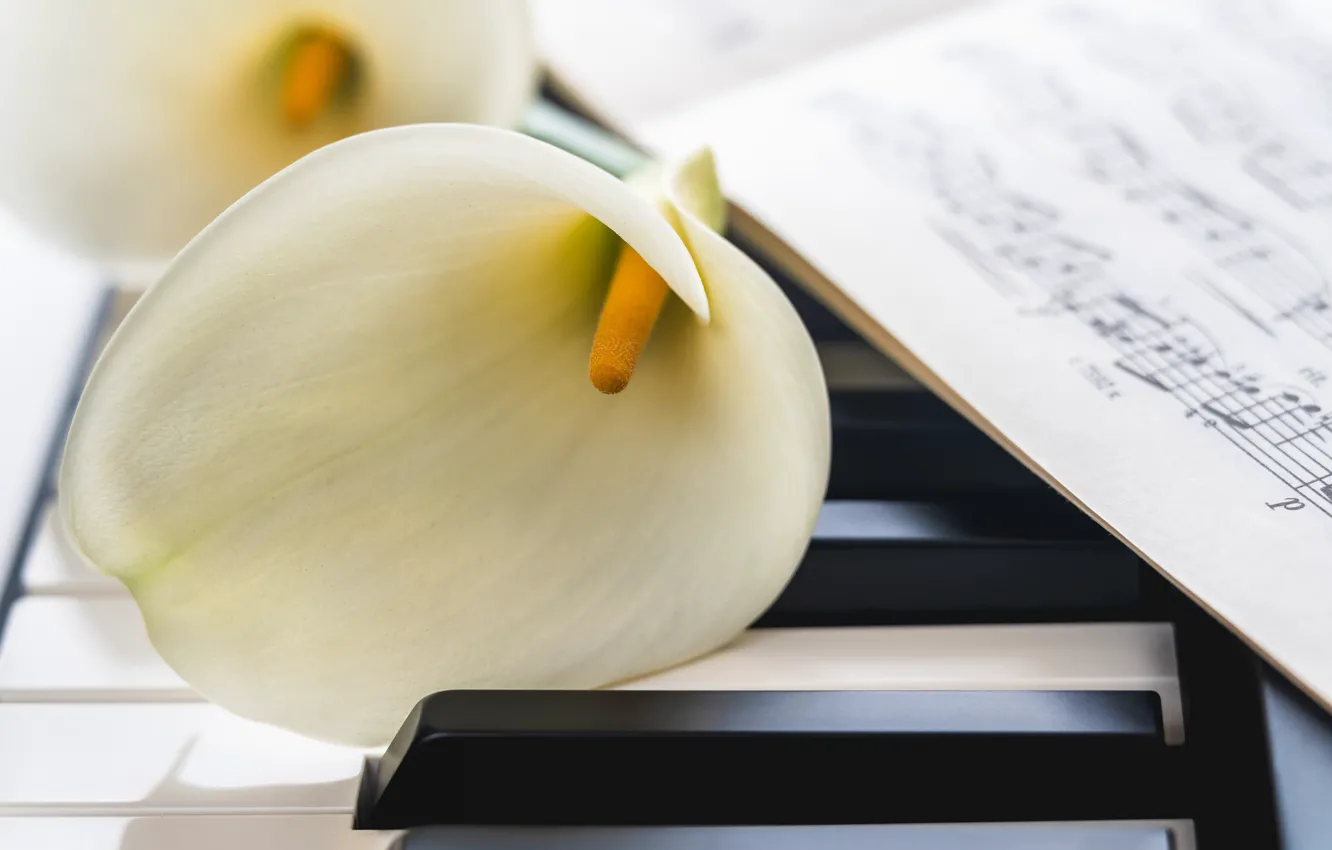 Wallpaper flower, notes, background images for desktop, section разное ...