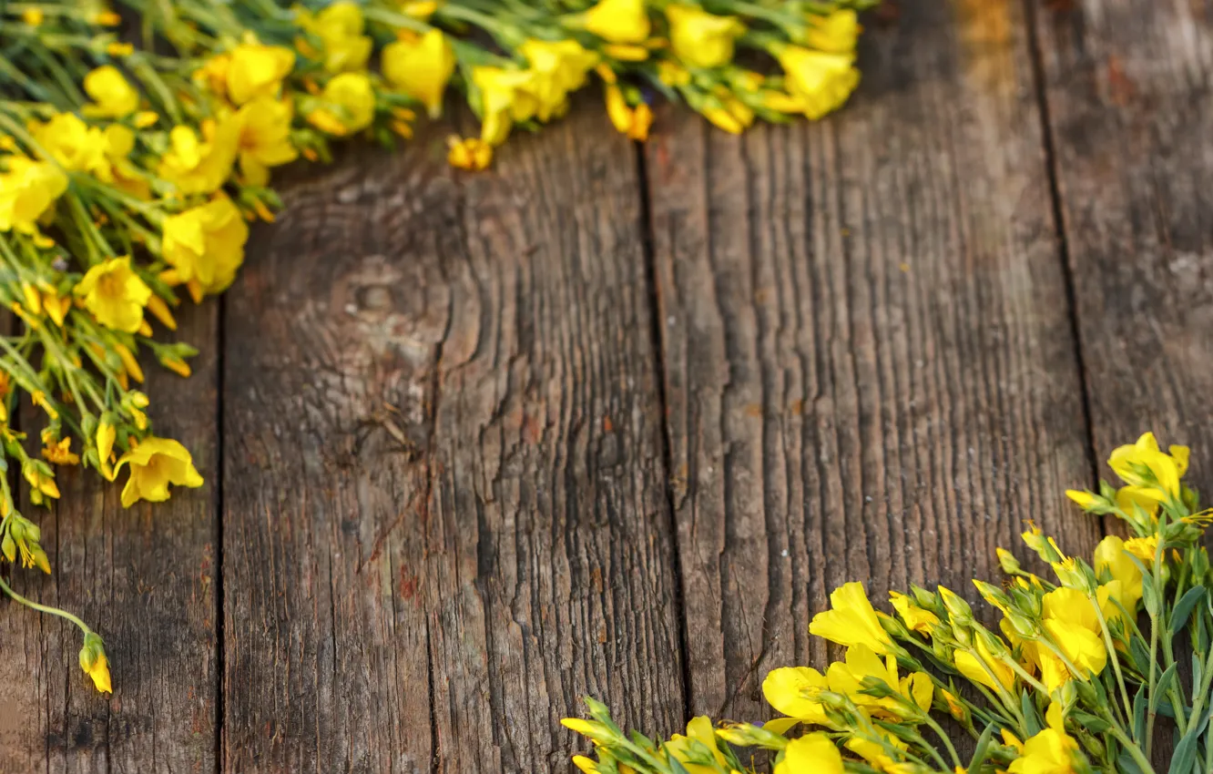 Wallpaper flowers, yellow, yellow, wood, flowers, spring for mobile and ...