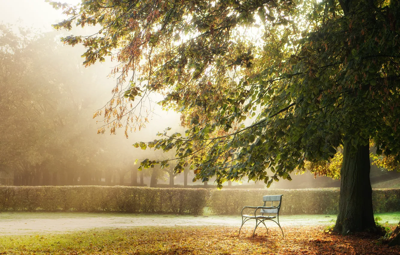 Wallpaper autumn, light, trees, bench, fog, Park, tree, branch for ...