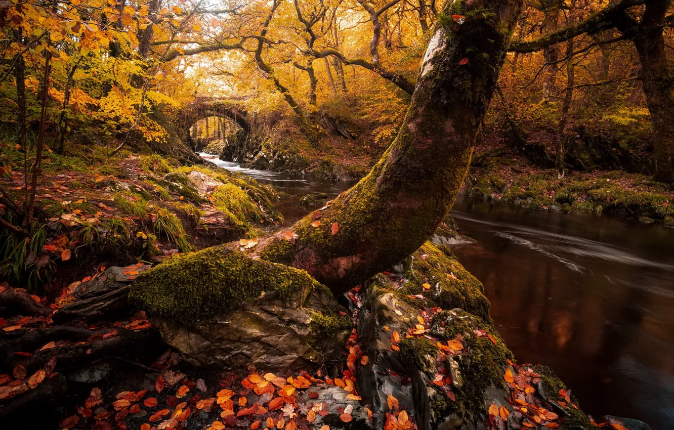 Wallpaper autumn, bridge, river for mobile and desktop, section природа ...