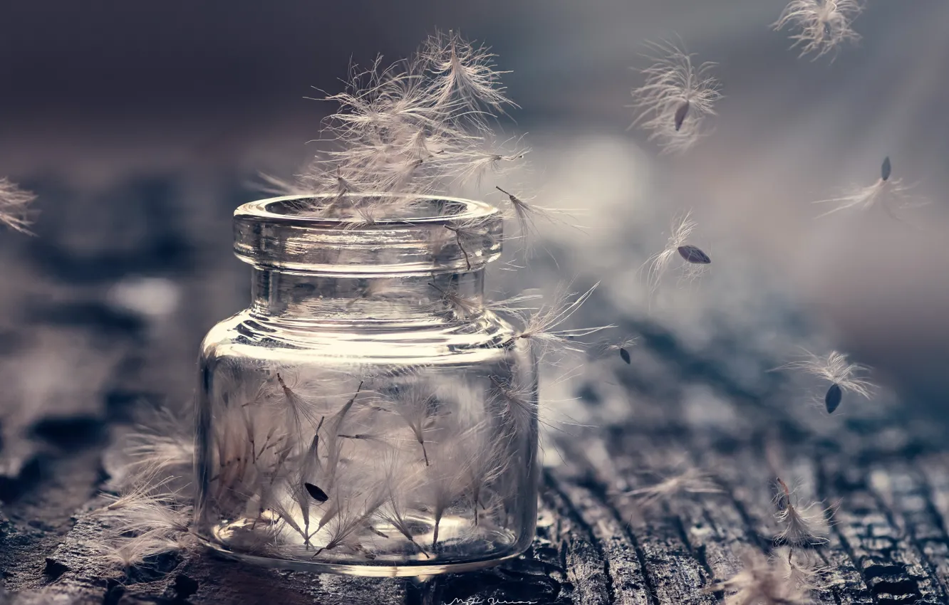 Wallpaper background, dandelion, Bank for mobile and desktop, section ...