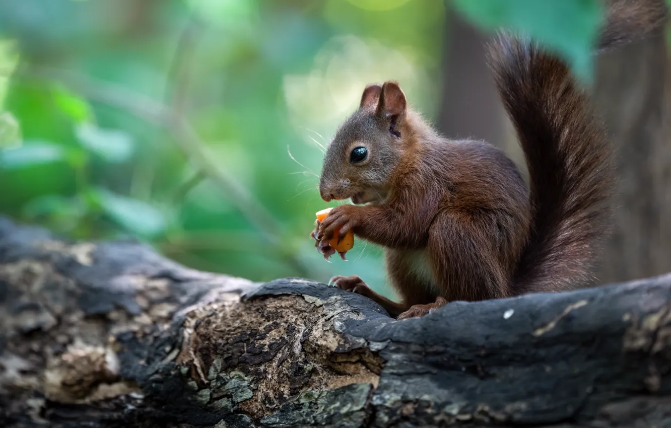 Wallpaper background, protein, profile, log, sitting, carrots, meal for ...