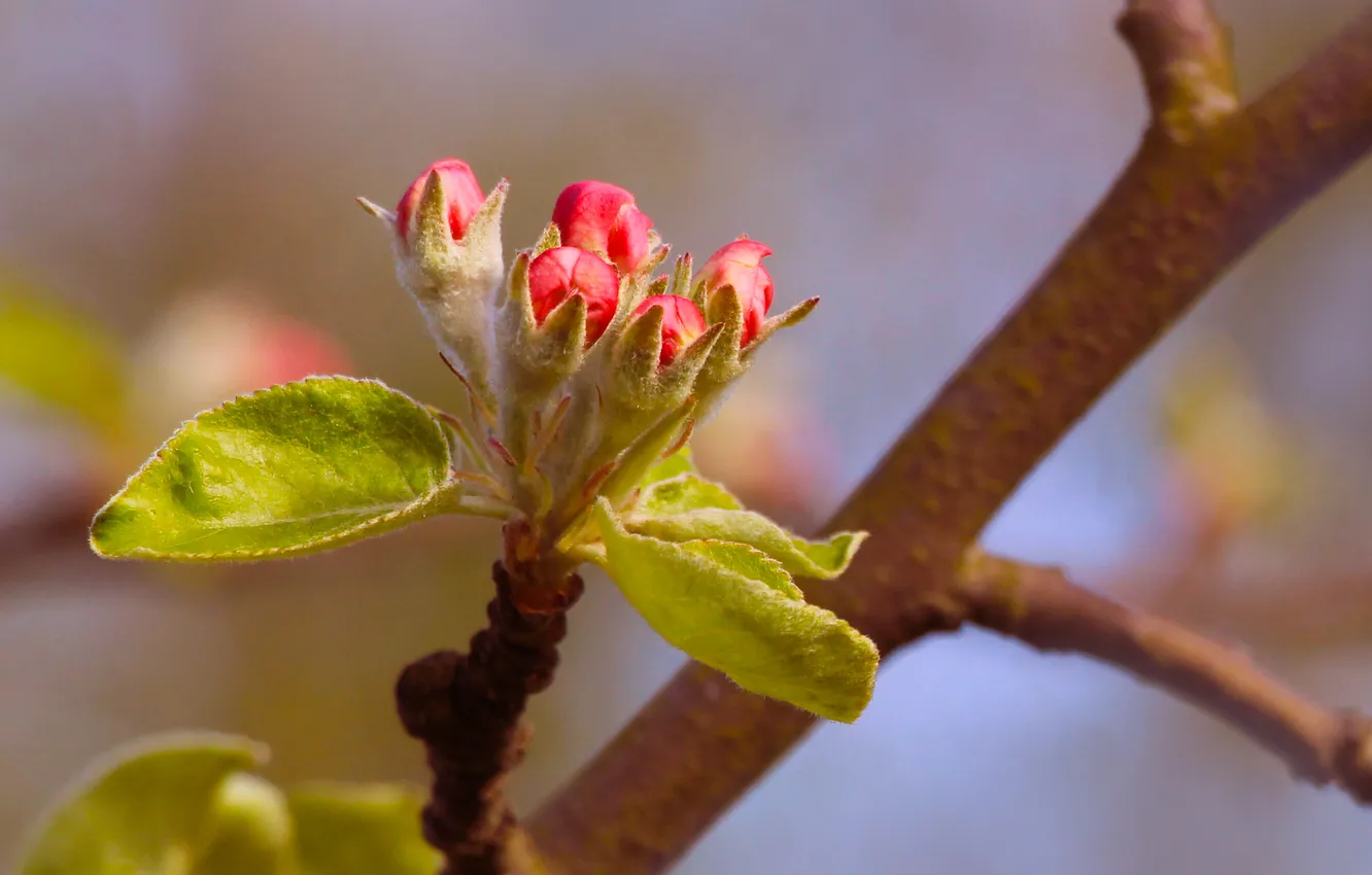 Wallpaper spring, buds, twig for mobile and desktop, section природа ...