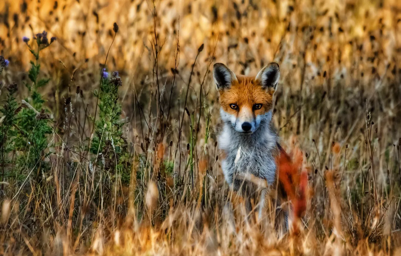 Wallpaper summer, nature, Fox for mobile and desktop, section животные ...