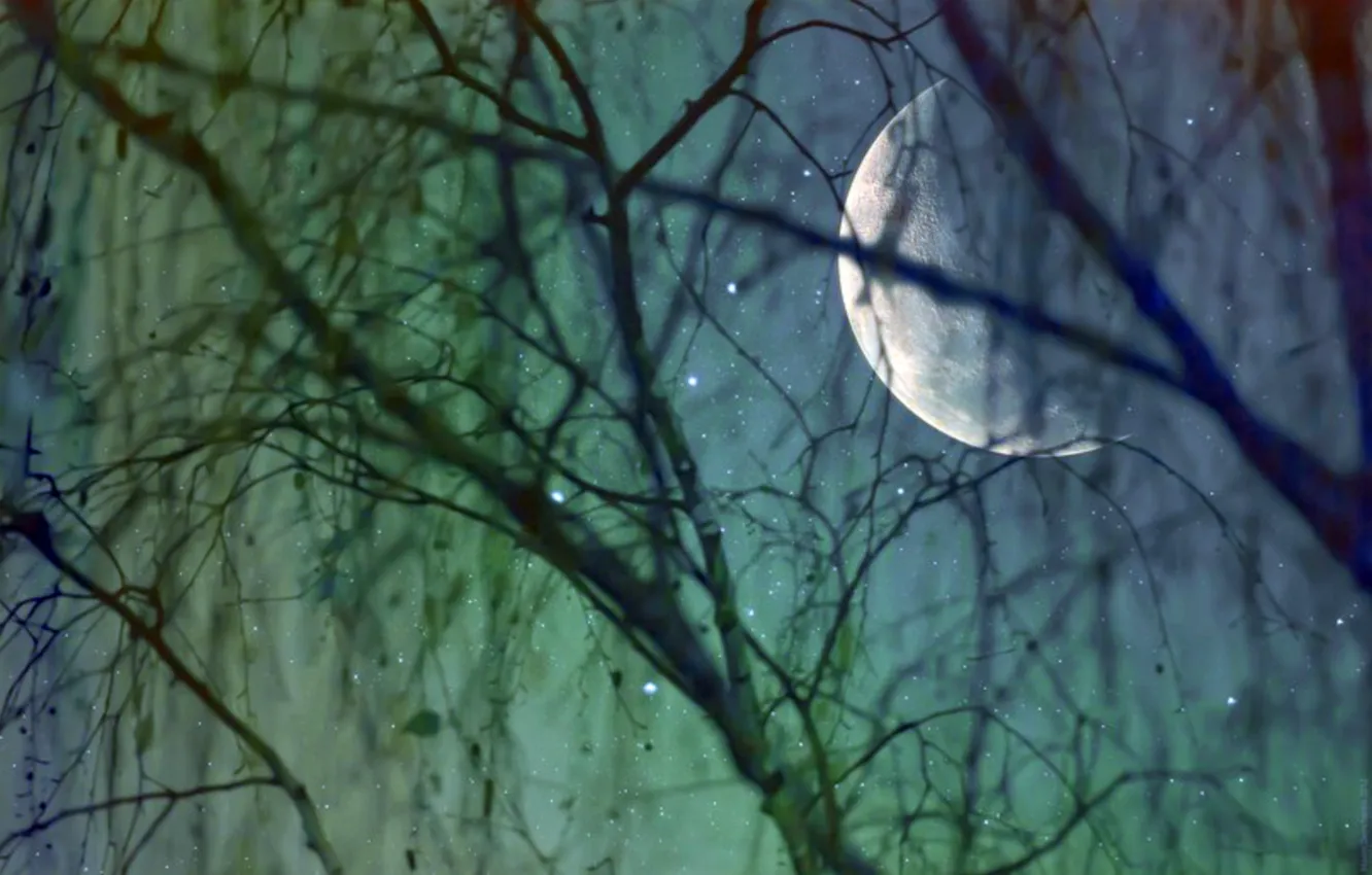 Wallpaper the sky, stars, trees, night, branches, the moon, midnight ...
