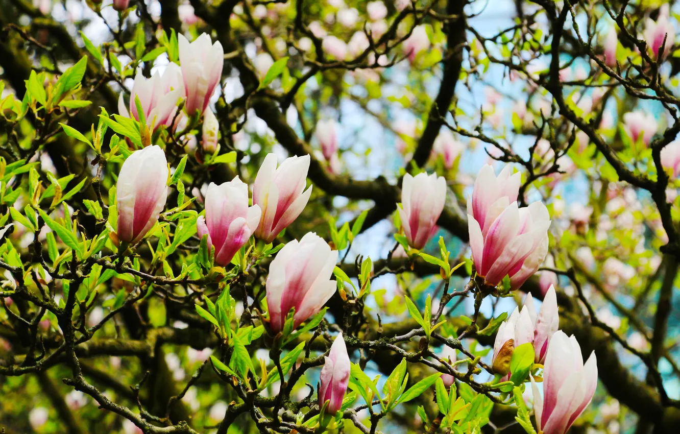 Wallpaper flower, spring, magnolia, twigs, blooming for mobile and ...