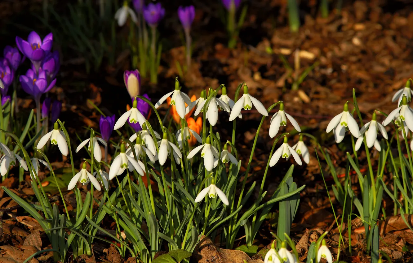 Wallpaper light, flowers, glade, spring, snowdrops, crocuses, panorama ...