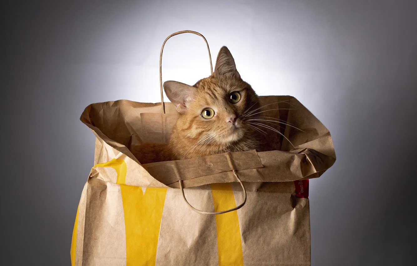 Wallpaper cat, cat, look, pose, package, red, bag, grey background for ...