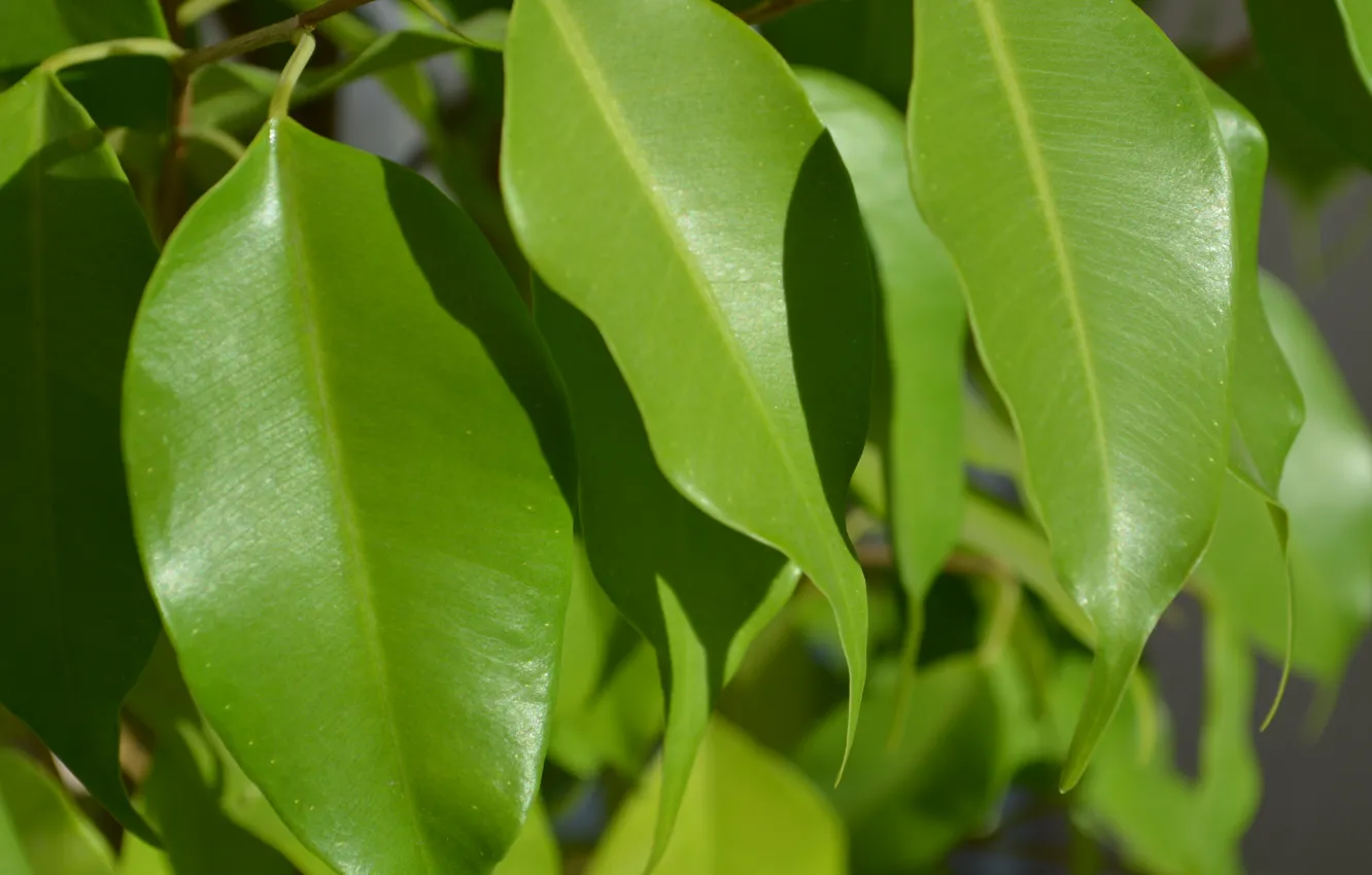 Wallpaper leaves, nature, ficus for mobile and desktop, section разное ...
