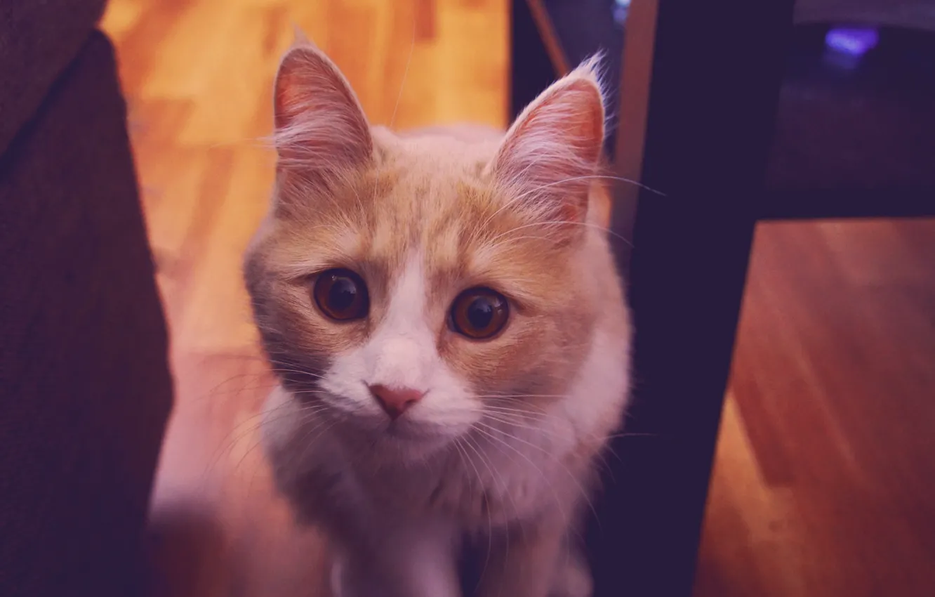 Wallpaper cat, kitty, Kote.kitty for mobile and desktop, section кошки ...