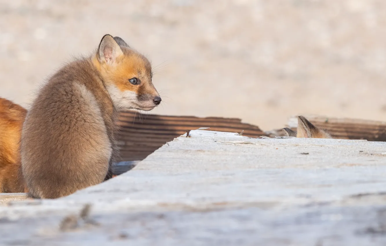 Wallpaper look, nature, pose, Board, Fox, face, sitting, Fox for mobile ...