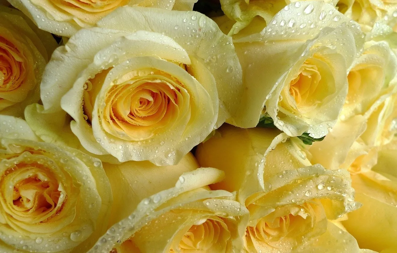 Wallpaper flowers, Rosa, roses, water drops, yellow roses for mobile and desktop, section цветы ...