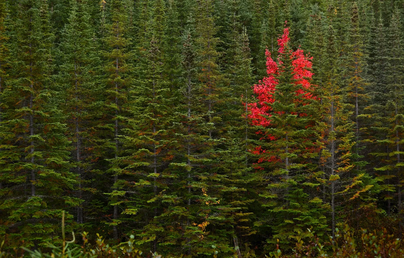 Wallpaper autumn, forest, trees, Canada, Canada, Newfoundland ...