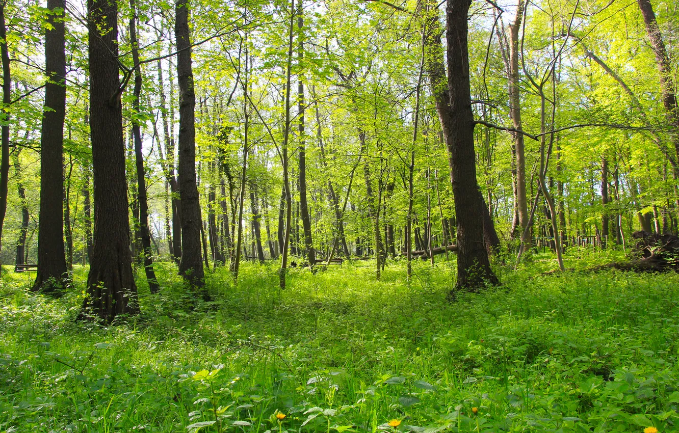 Wallpaper green, forest, trees, park, spring for mobile and desktop ...