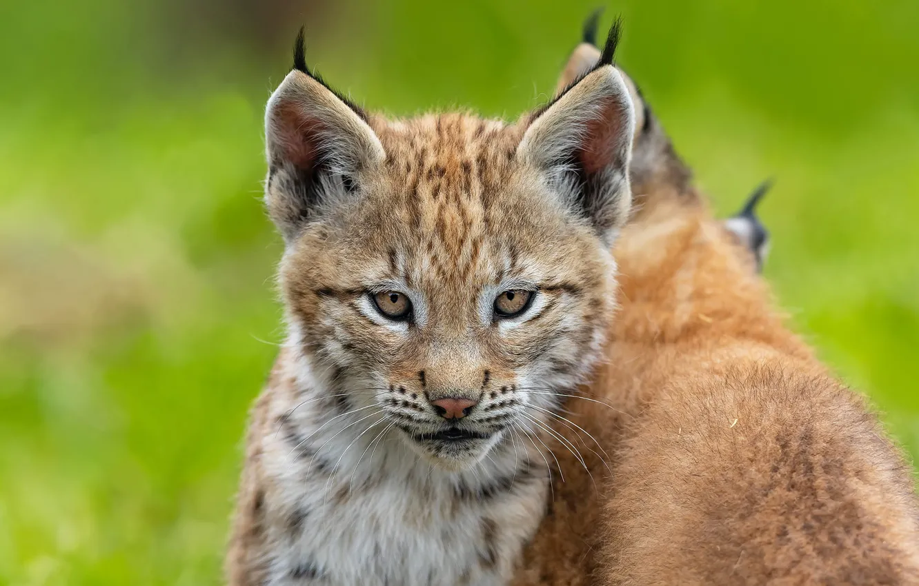 Wallpaper look, background, portrait, pair, lynx, face, two, a small ...