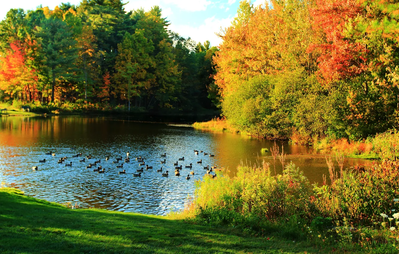 Wallpaper pond, duck, colors, Autumn, nature, autumn, pond, duck for ...