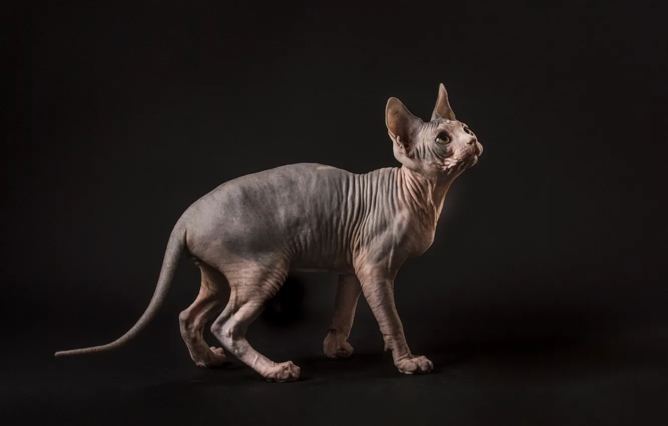 Wallpaper cat, background, Sphinx images for desktop, section кошки ...