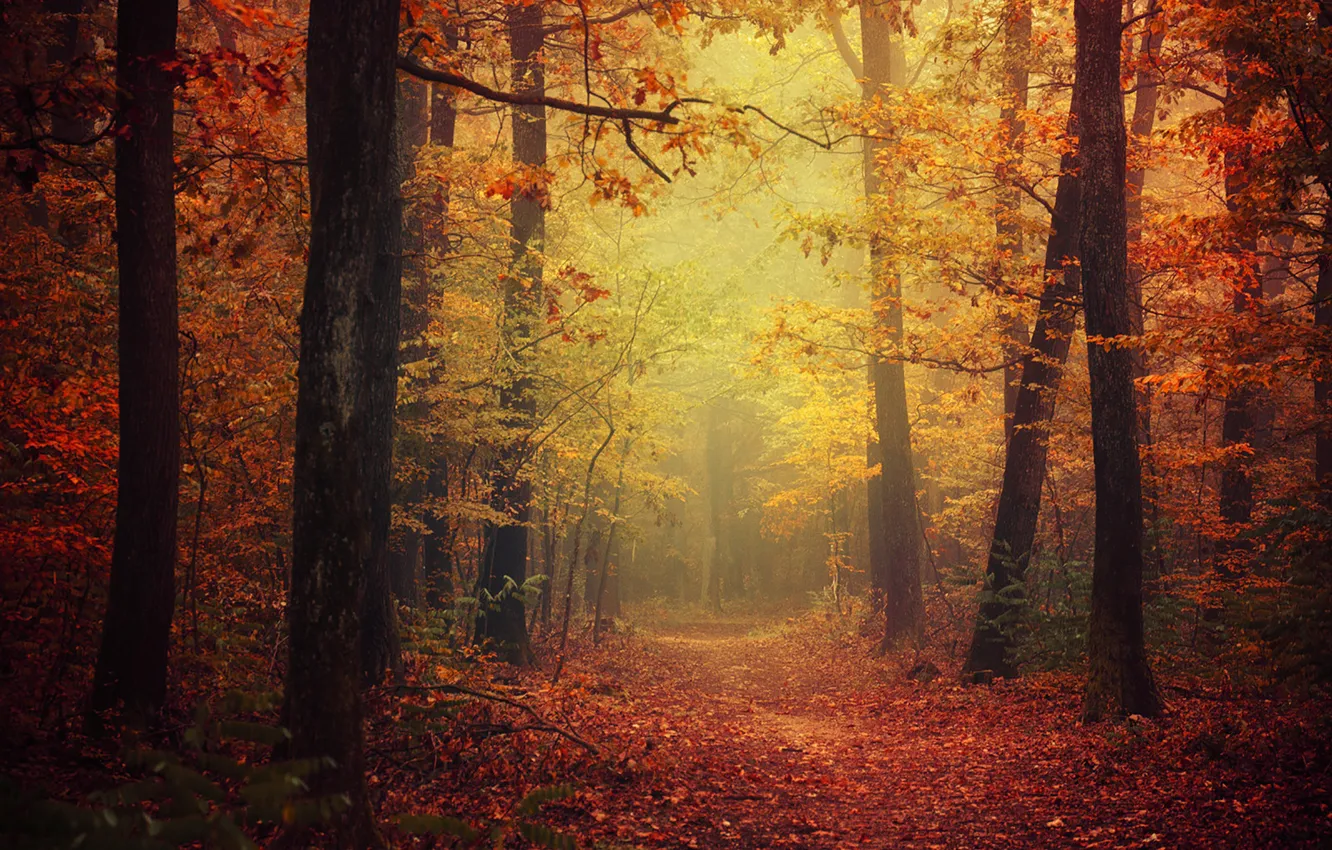 Wallpaper forest, autumn, leaves, fog, way, pathway, autumn colors ...