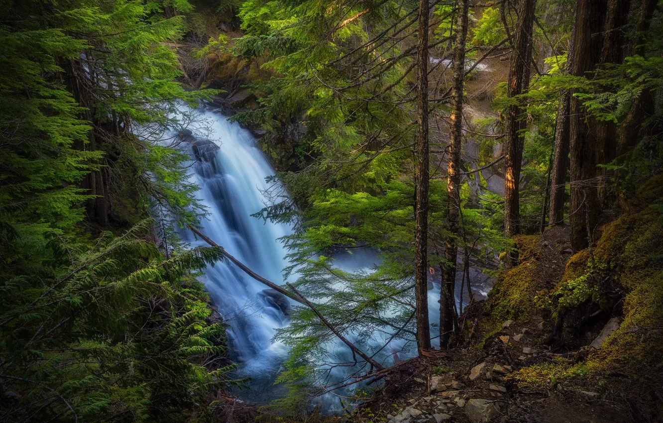 Wallpaper forest, trees, waterfall, Oregon images for desktop, section ...
