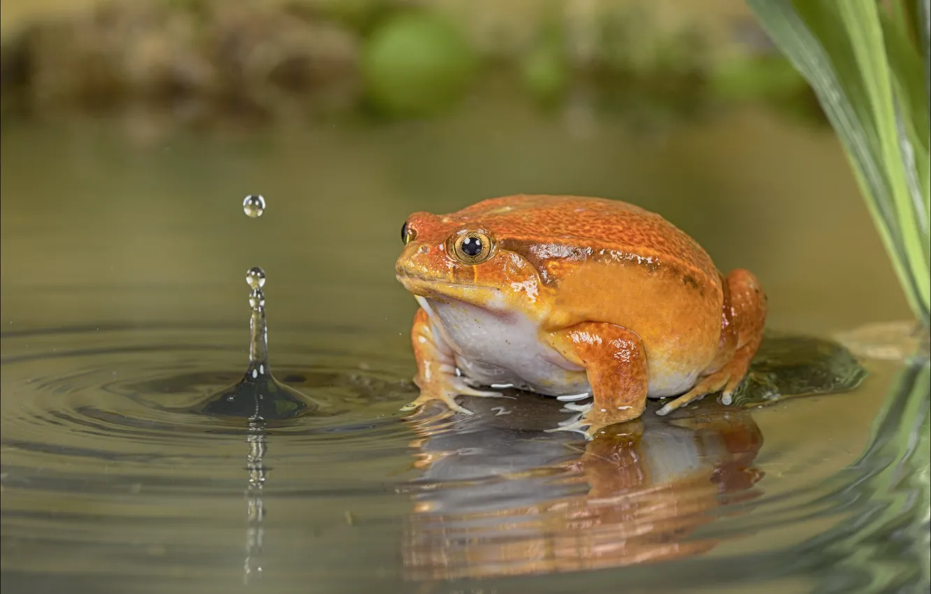 Wallpaper water, drops, orange, frog for mobile and desktop, section ...