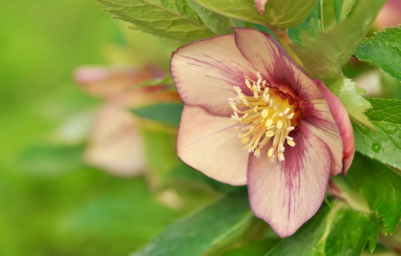 Wallpaper macro, hellebore, Helleborus images for desktop, section ...