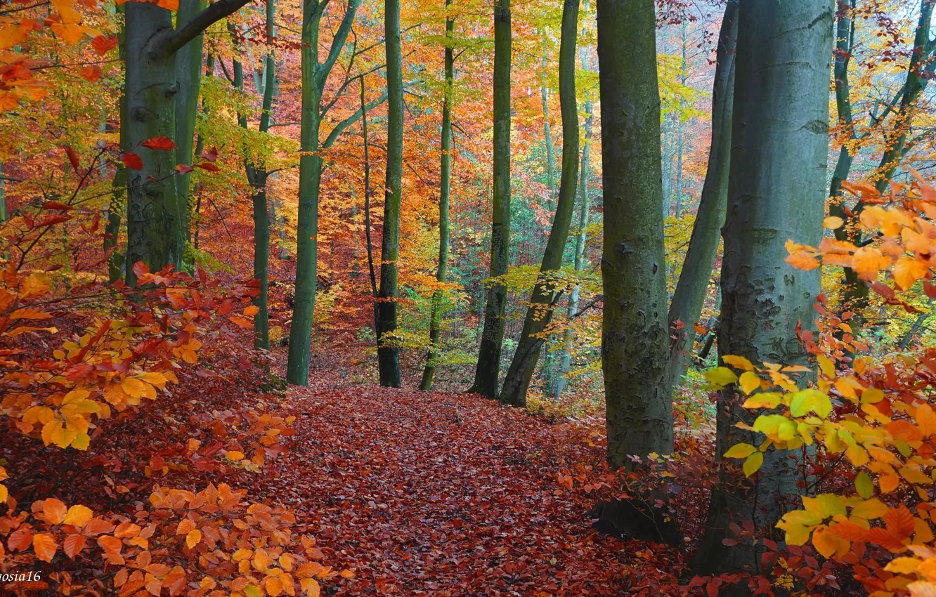 Wallpaper forest, park, autumn for mobile and desktop, section пейзажи ...
