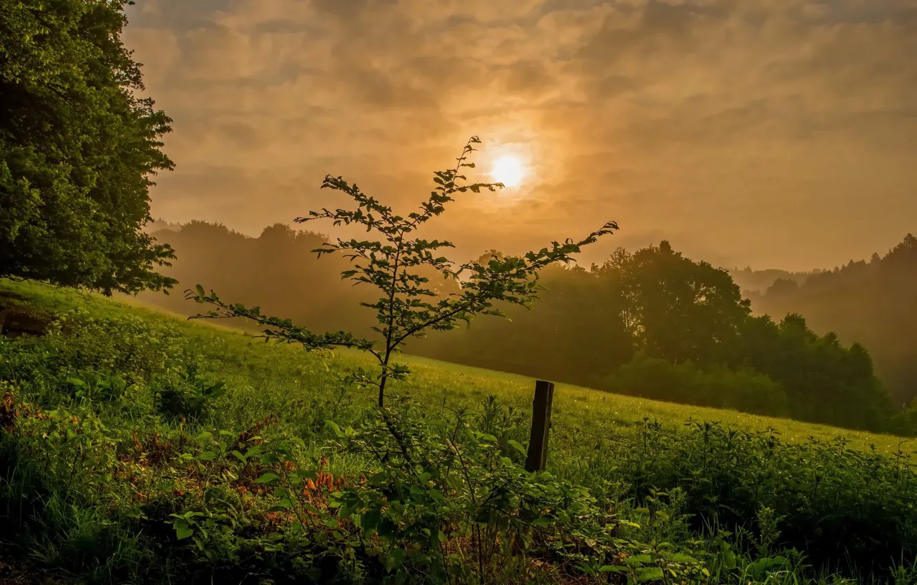 Wallpaper greens, landscape, nature, beauty, morning, tree for mobile ...