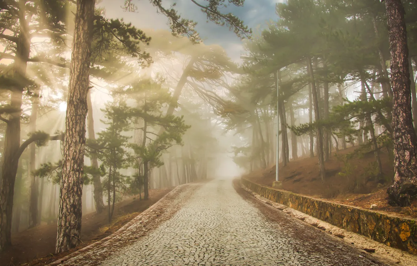 Wallpaper road, forest, trees, pine, Turkey, Turkey, Anatolia, Anatoly ...