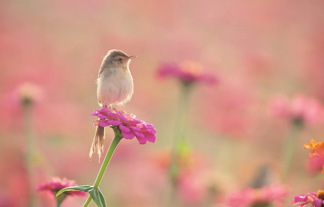 Wallpaper summer, bird, bird, flowerbed, pink background, tinie for ...