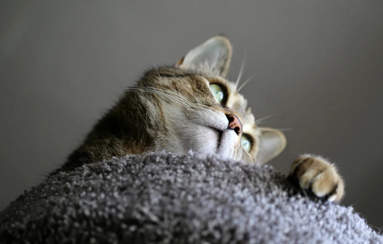 Wallpaper cat, cat, look, pose, face for mobile and desktop, section ...