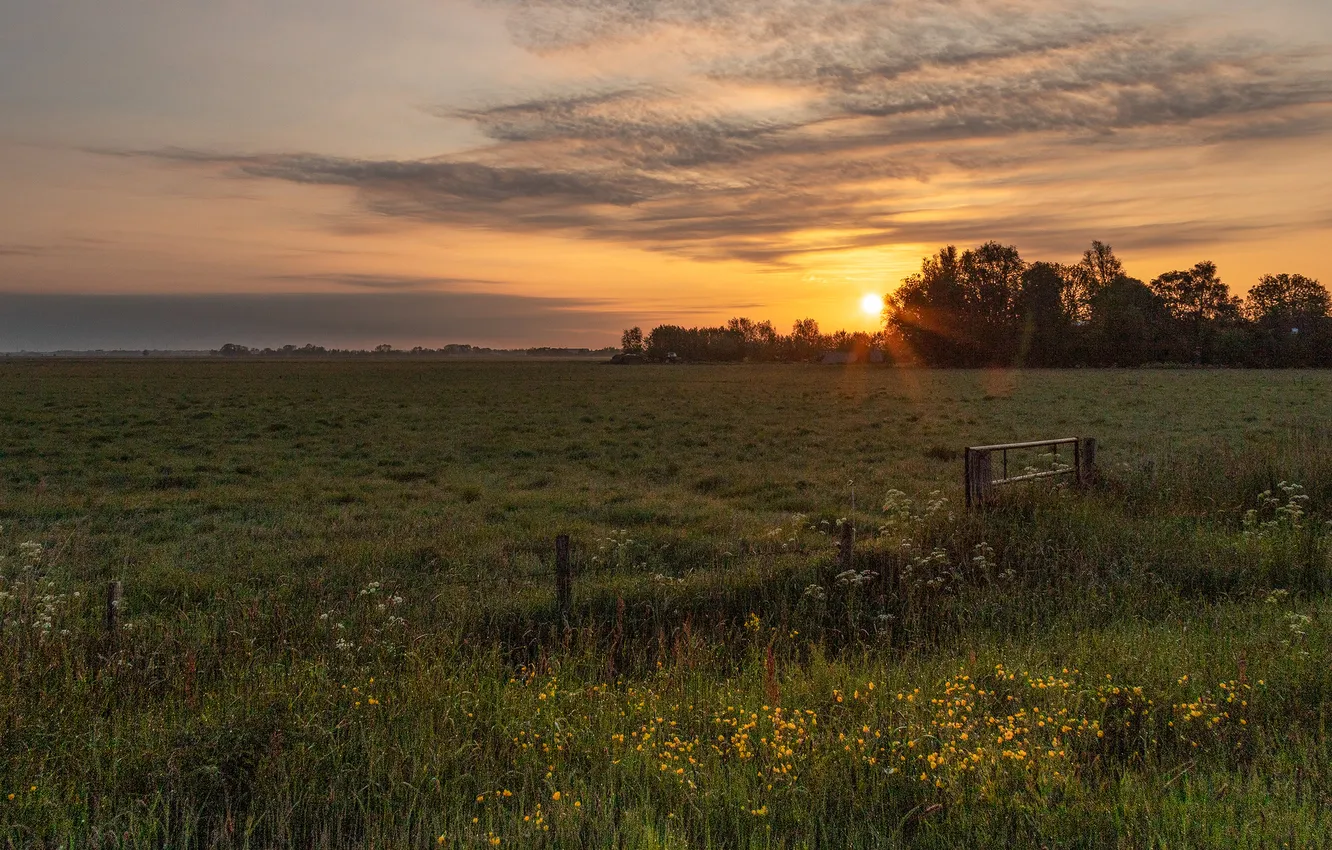 Wallpaper field, summer, sunset, the evening, meadow for mobile and ...