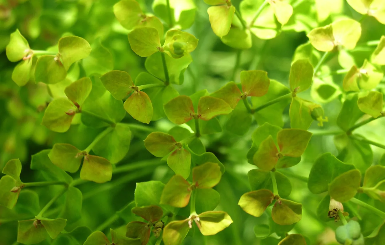 Wallpaper greens, flower, summer, the sun, macro, flowers, nature ...