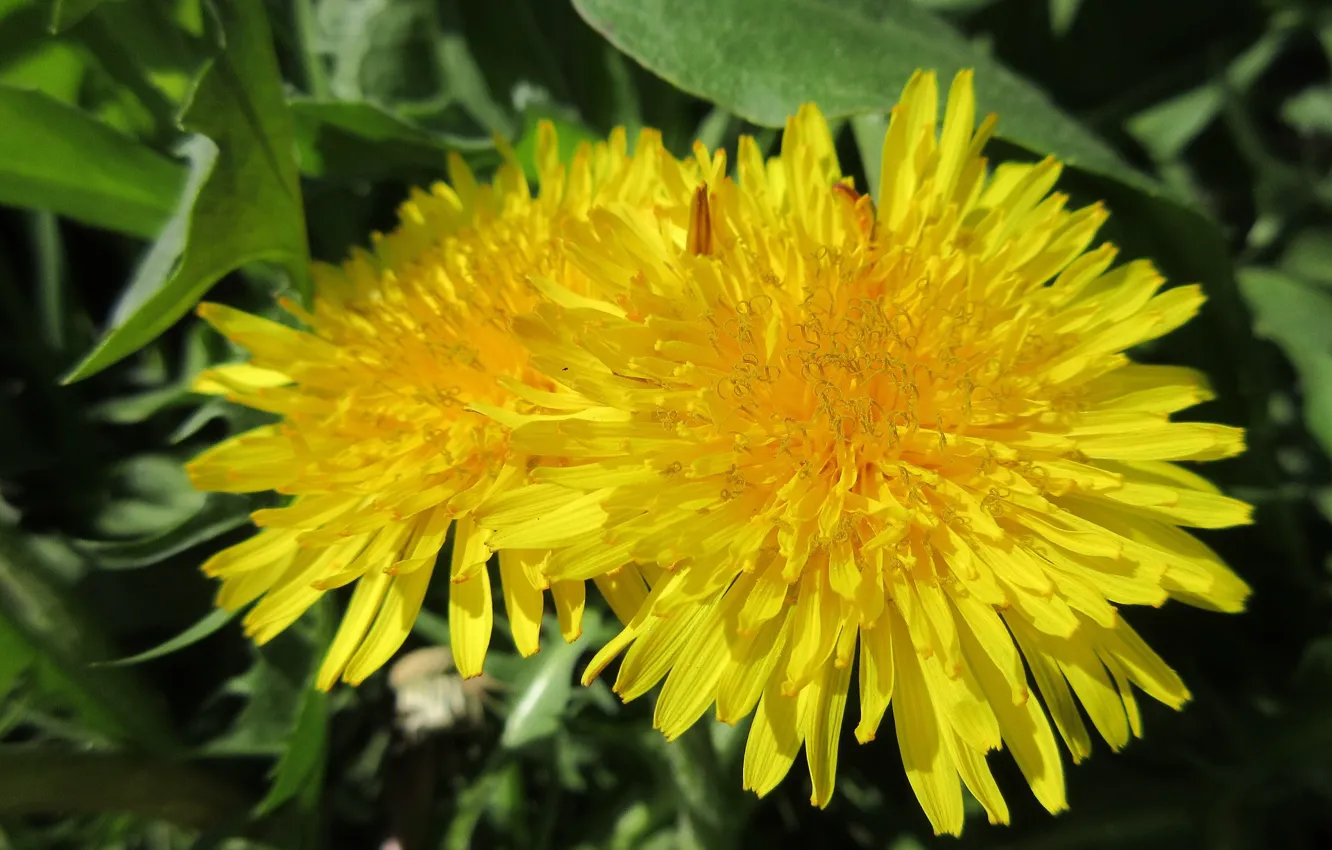 Wallpaper dandelion, spring 2018, Mamala © for mobile and desktop ...