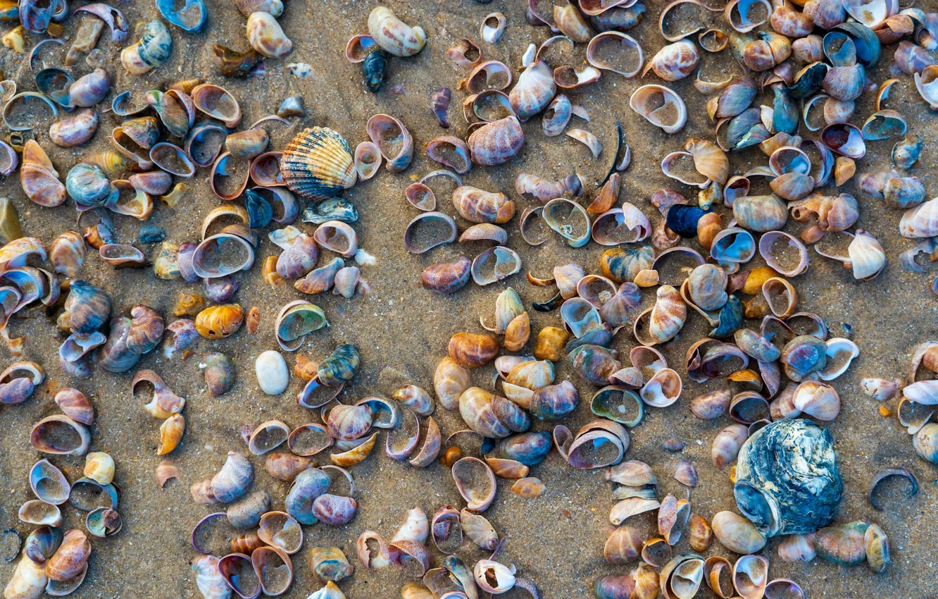 Wallpaper texture, shell, shell, seashells for mobile and desktop ...