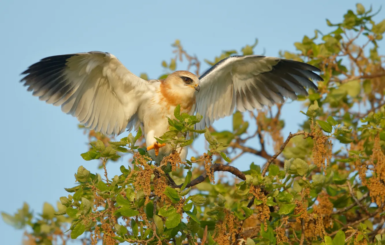 Wallpaper bird, predator, kite, Smoky black-winged kite, Black Winged ...