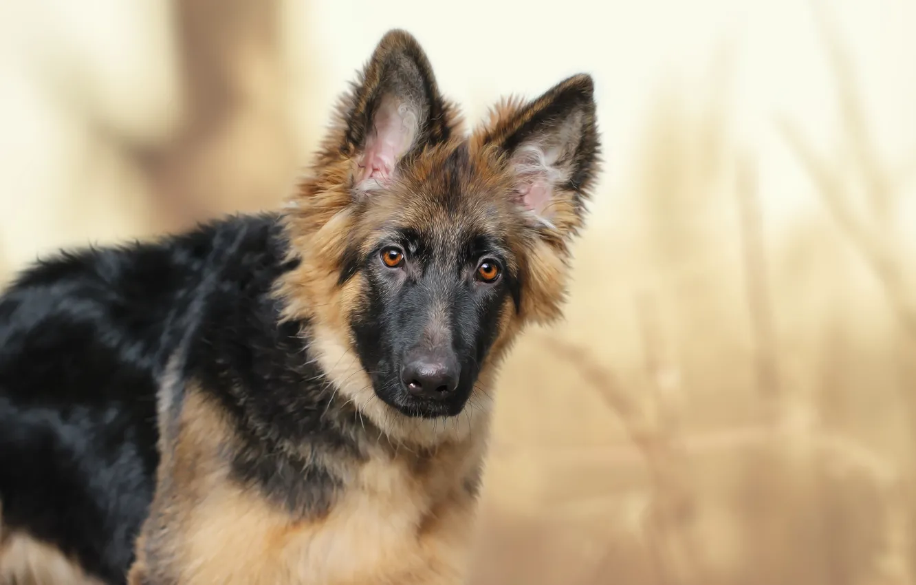 Wallpaper background, each, puppy, shepherd images for desktop, section ...