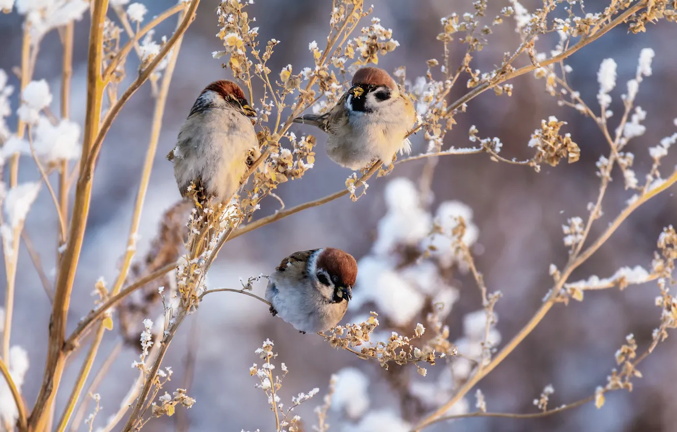 Wallpaper grass, snow, birds, trio, sparrows, Marina Mochalova for ...